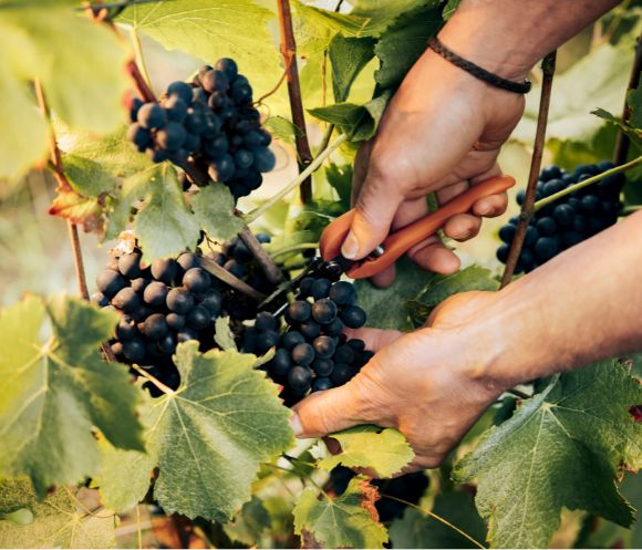 The Grape Varieties Behind Champagne's Essence